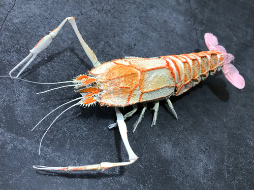 Rare repainted deep sea paper lobster taxidermy | Pontus Natural Art