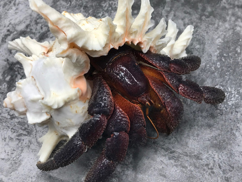 Spiny feet hermit crab taxidermy Coenobita spinosus (Fiji) XXL | Pontus ...