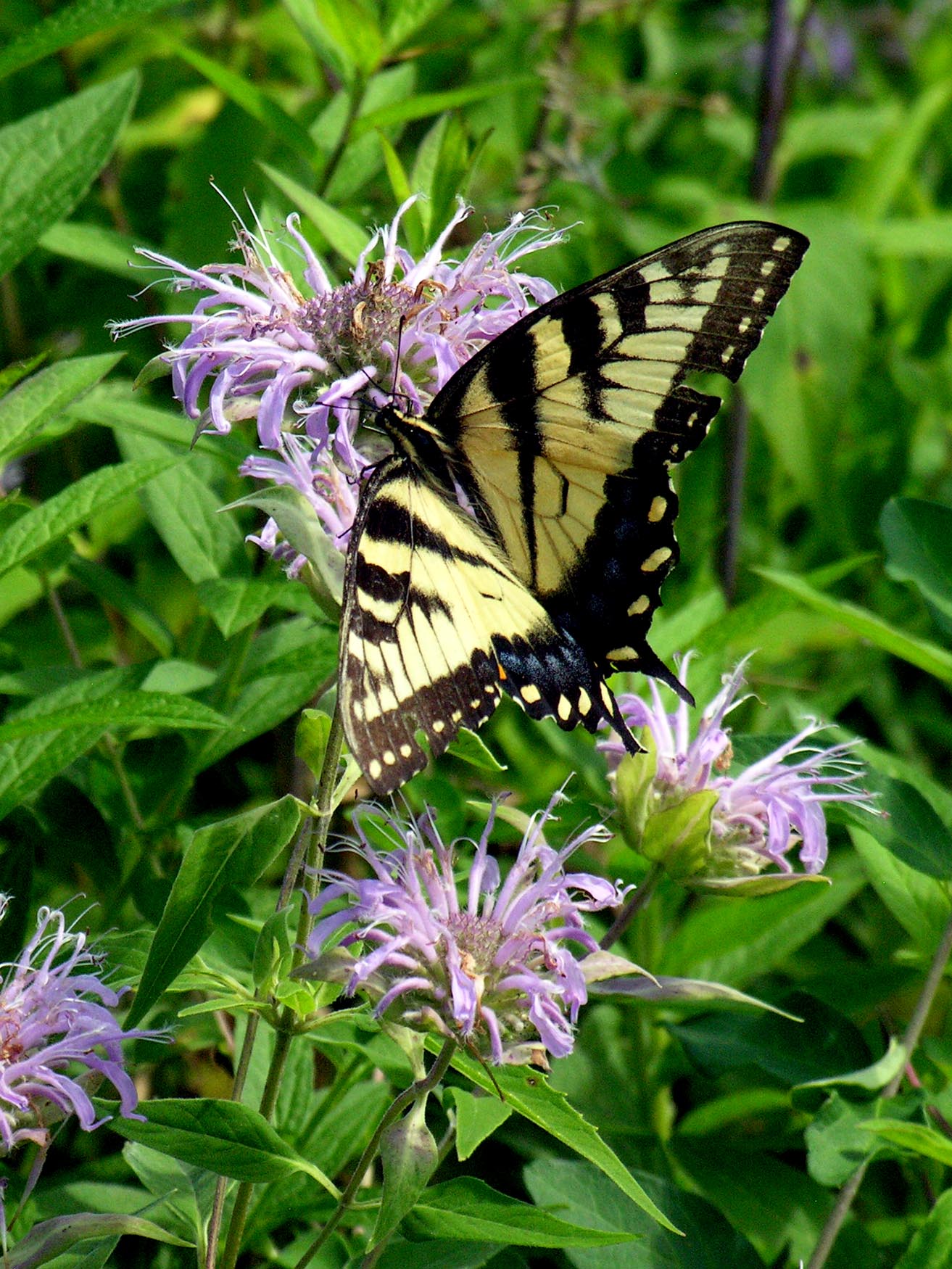 About | pollinator-pathway