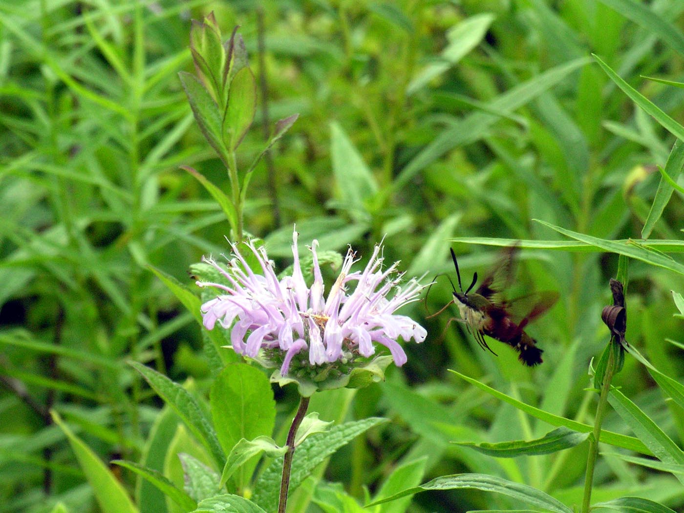 About | pollinator-pathway