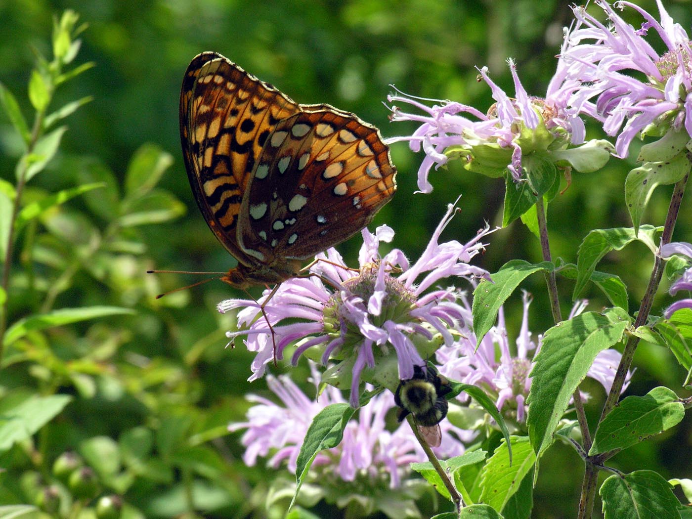 About | pollinator-pathway