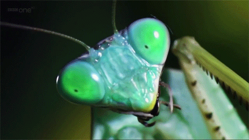 Talking Insects | guiltyalice