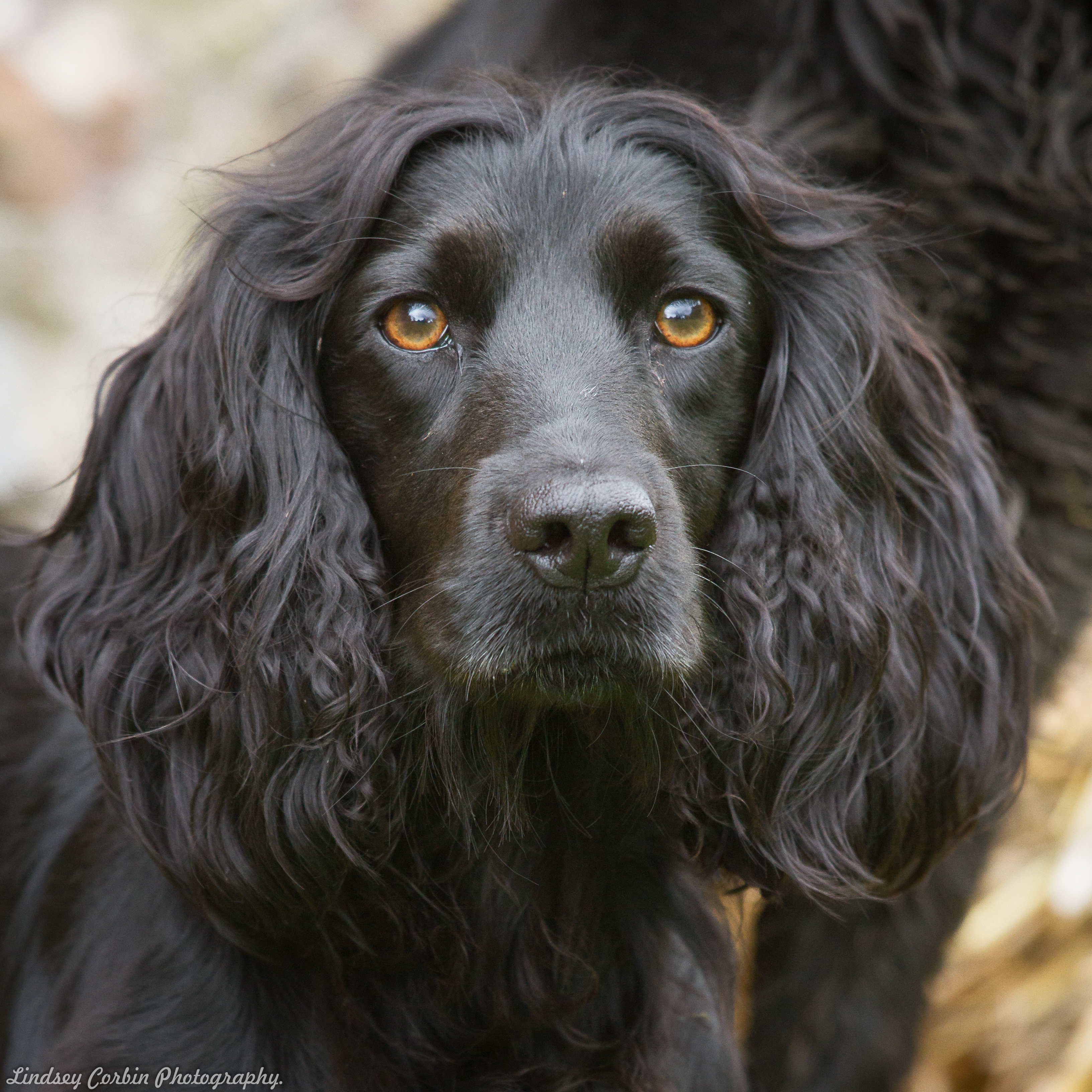 QualityWorking Cocker Spaniel Studs