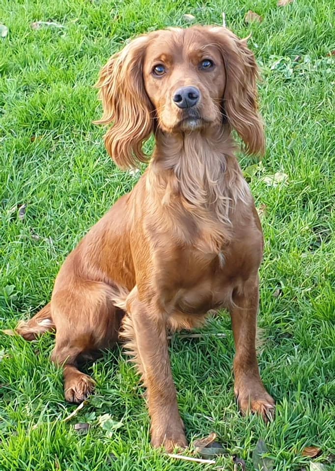 QualityWorking Cocker Spaniel Studs