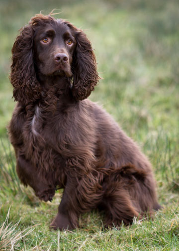 QualityWorking Cocker Spaniel Studs
