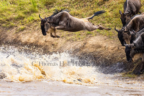 Super Beast | YELLOWSTONE WILD