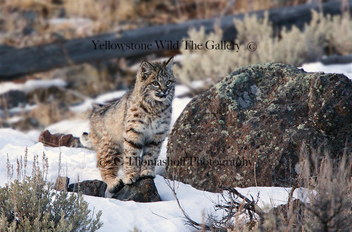 HIGH AND DRY - Bobcat | YELLOWSTONE WILD
