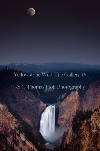 NIGHT OF THE FULL MOON | YELLOWSTONE WILD