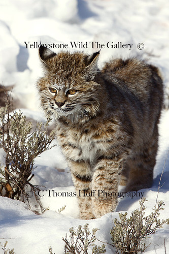 PORTRAIT OF A BOBCAT | YELLOWSTONE WILD