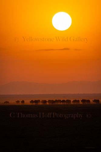 Buffalo Sunrise | YELLOWSTONE WILD