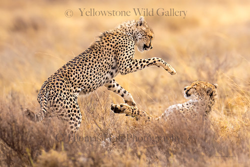 Cheetah Romp | YELLOWSTONE WILD