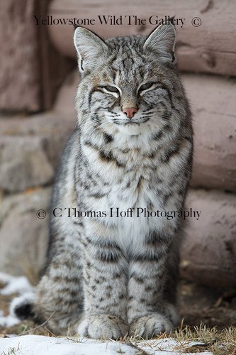ROOSEVELT THE BOBCAT | YELLOWSTONE WILD