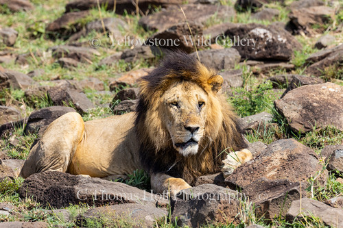 Black Mane Simba | YELLOWSTONE WILD