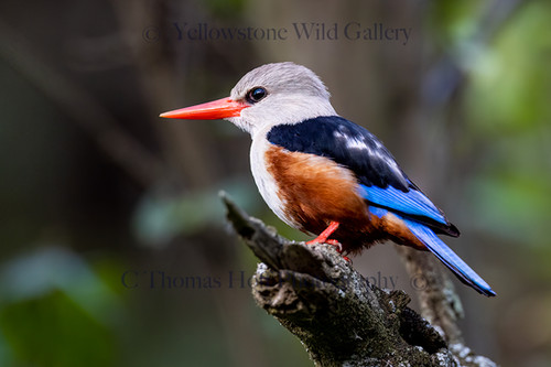 Grey Cap Kingfisher | YELLOWSTONE WILD