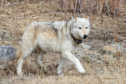 1265-F - Grey Wolf | YELLOWSTONE WILD