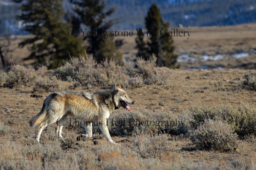 Queen of 8 Mile | YELLOWSTONE WILD