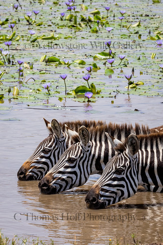 Three Sips | YELLOWSTONE WILD