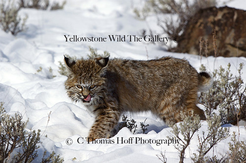 SEND MORE GRIZZLIES THEY TASTE LIKE CHICKEN - Bobcat | YELLOWSTONE WILD