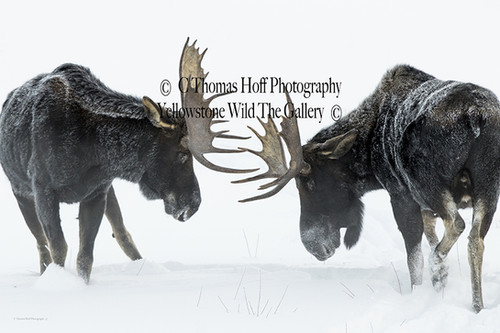 TAKING MEASURE - Moose | YELLOWSTONE WILD