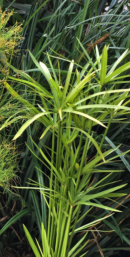 Cyperus alternifolius 'Nanus Compactus' | areapalustre