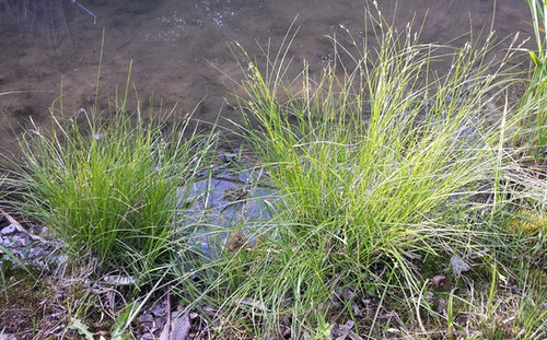 Carex remota | areapalustre