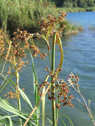 Cladium mariscus | areapalustre