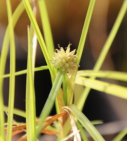 Kyllinga brevifolia var. leiolepis (Japan) | areapalustre