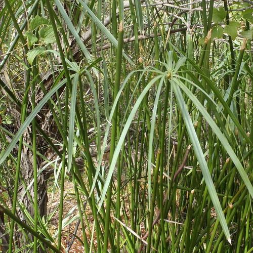 Cyperus textilis (papiro rustico) | areapalustre