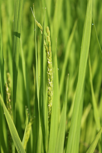 Oryza sativa 'Koshihikari' (riso da sushi) - semi del 2025 | areapalustre