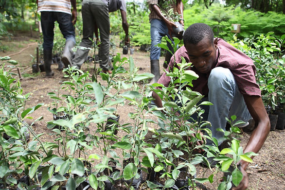 Agro Relief: Empowering Farmers for Sustainable Growth