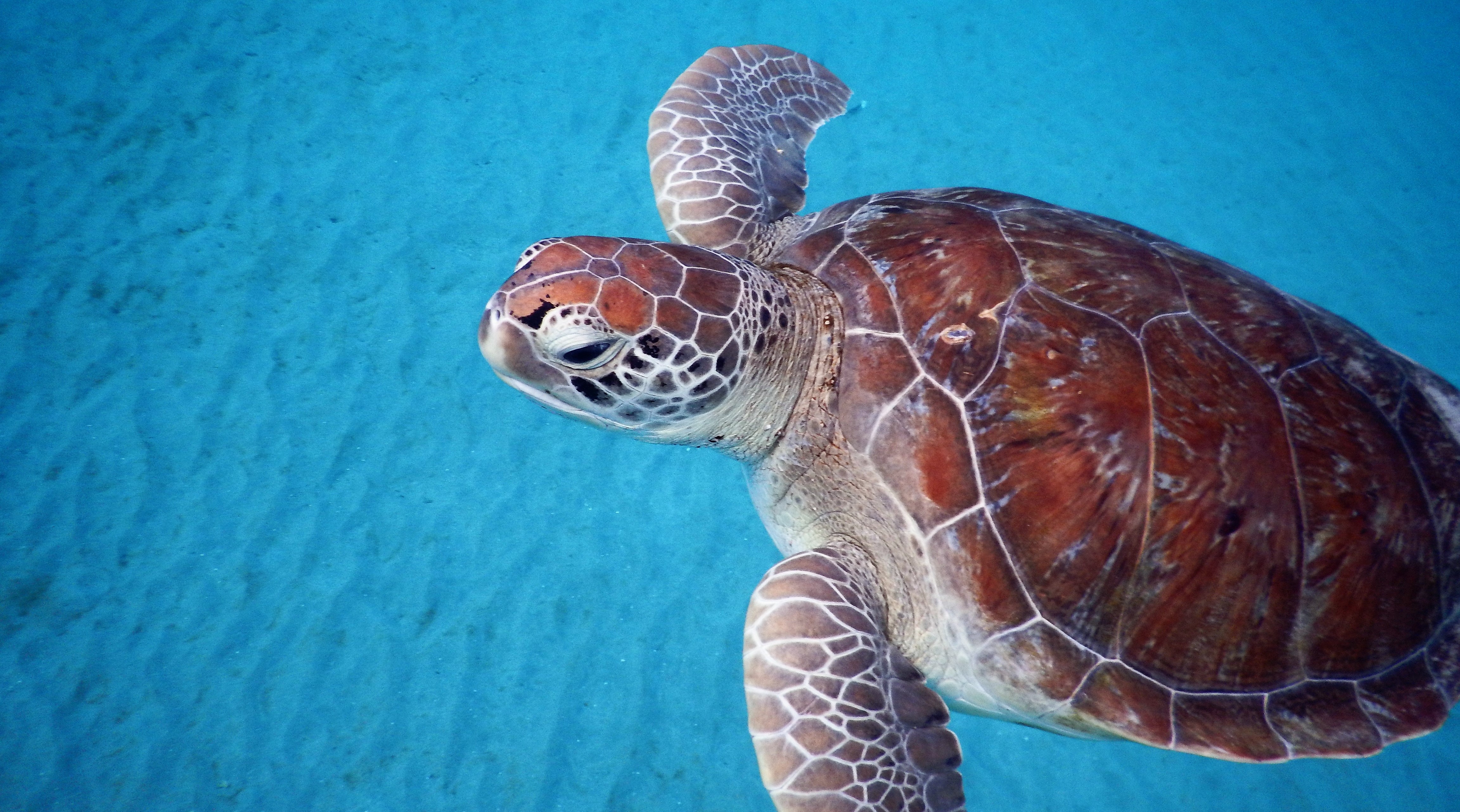 Swim with the Turtles at Playa Grandi, Curacao