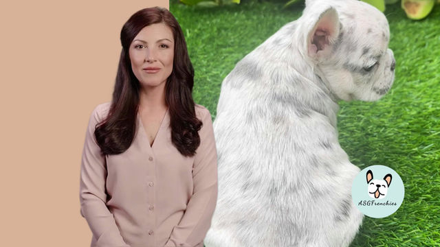 What is a harlequin merle French bulldog?