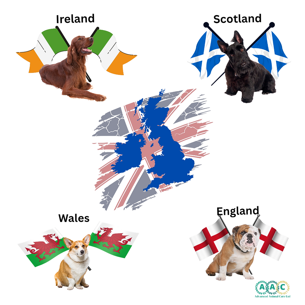 Exploring the Beloved Dog Breeds of Scotland, Ireland, Wales, and England