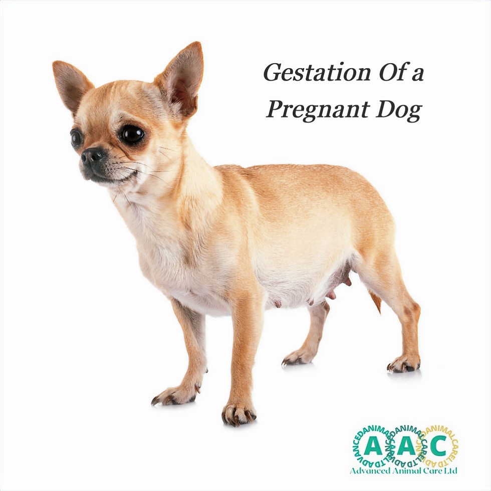 How Long Are Dogs Pregnant? Gestation Of A Pregnant Female Dog