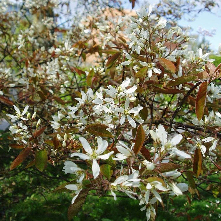 Trees for Small Gardens: Amelanchier lamarckii