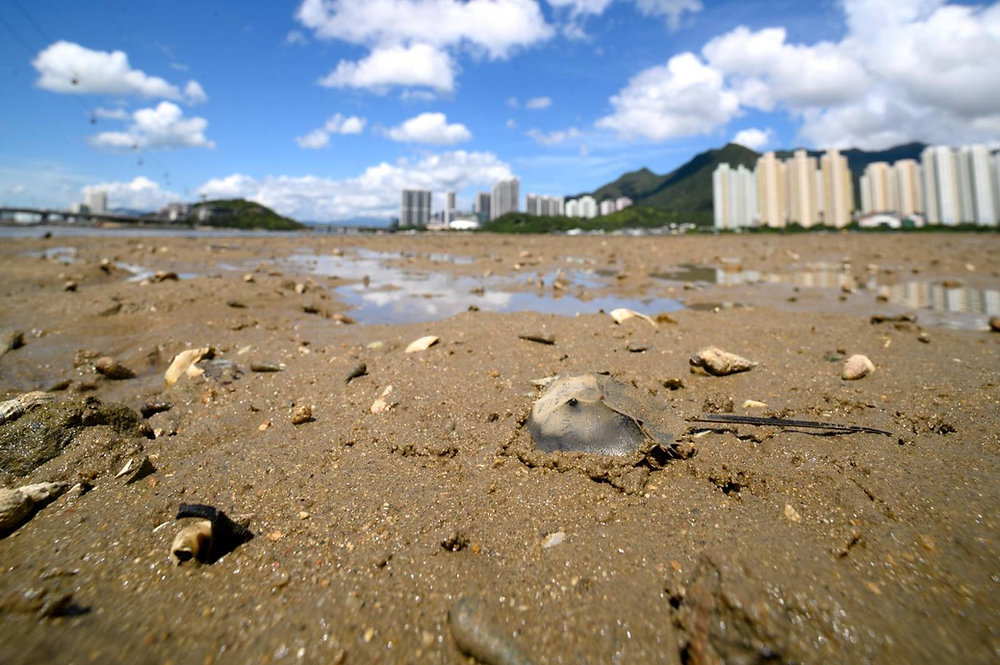 Congrats Boyee on the horseshoe crab paper!