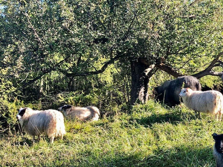 the sheep | Fallen Branch Farm