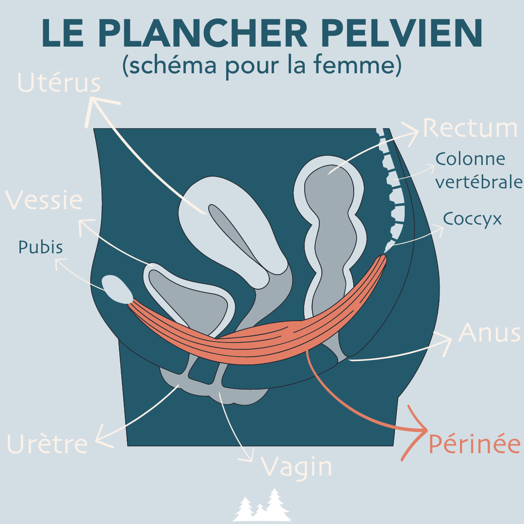 Focus sur le périnée