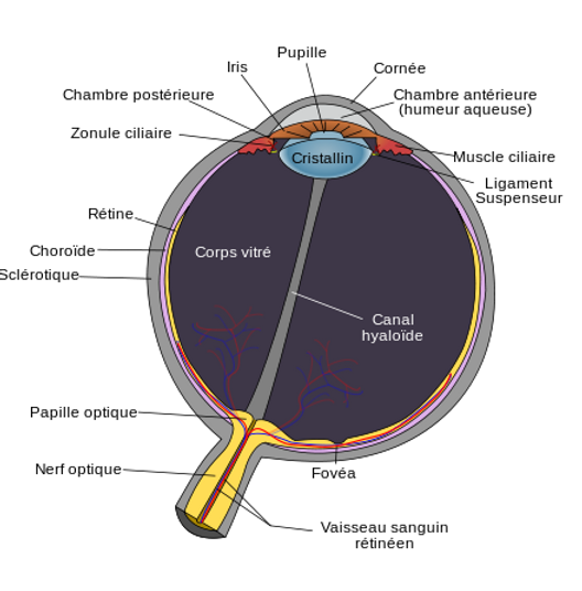 Oeil généralités | achromatopsie
