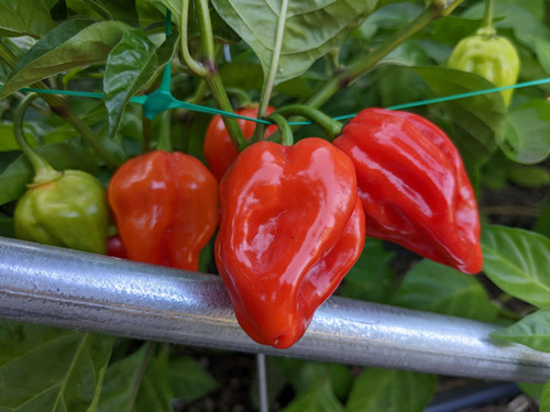 Red Habanero (pepper seeds) | PDX Peppers