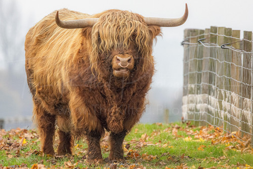 IMG01571 - Highland Coo | TheKiltedPhoto