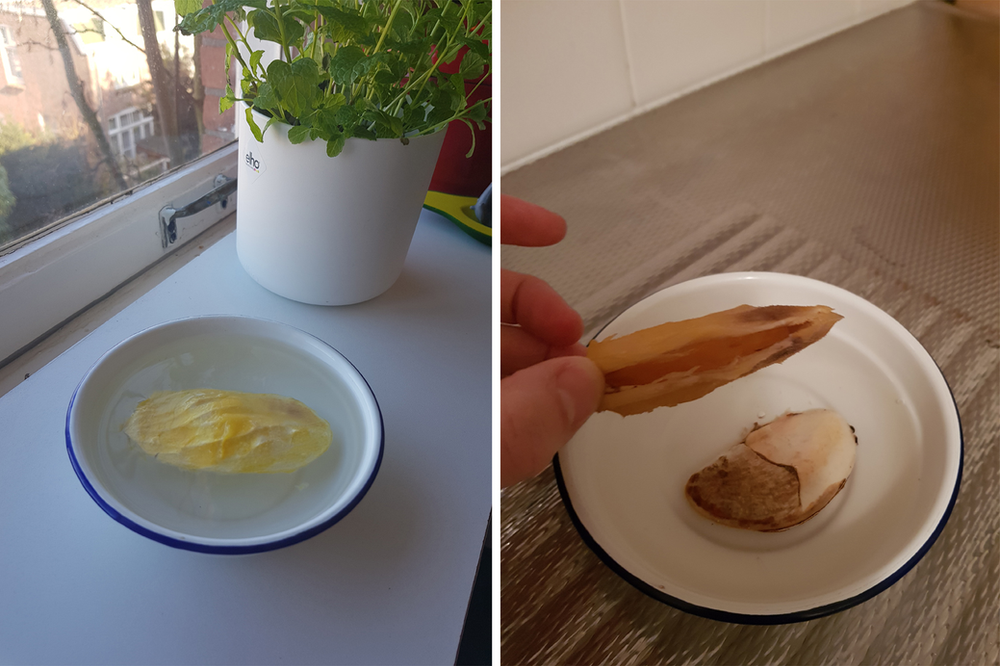 Van Mangopit nar een boompje