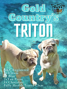 Home | Gold Country Pugs