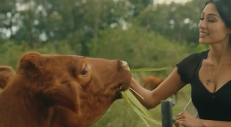 Miranda Farms | Festival