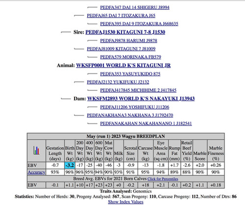 Kitaguni Jr | Wagyu Farms