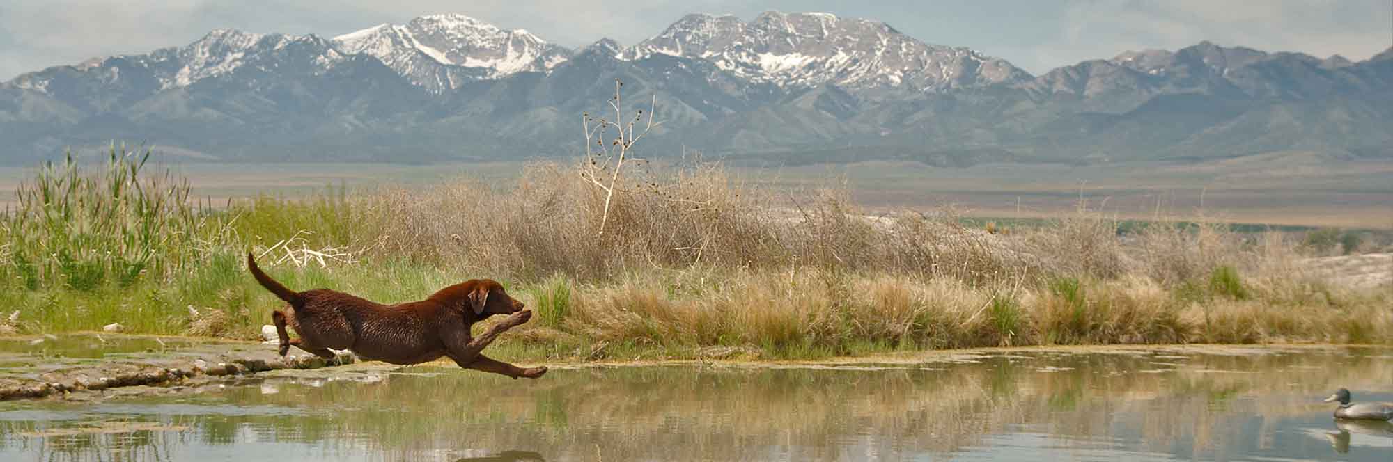 Rosewood Retrievers | Labrador Retriever Puppies and Training | Utah