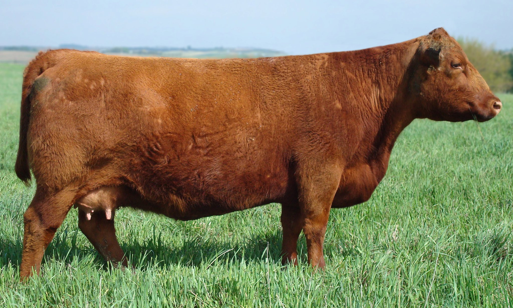 Red Angus for Sale | D&D Cattle in Nebraska