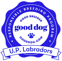 up labrador