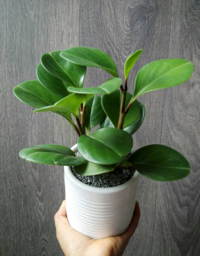Peperomia Verde Pote 11 | Viveiro de Plantas