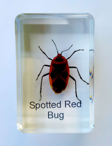 Spotted Red Bug specimen | Fossika